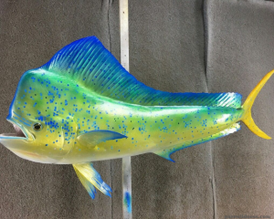 20 Fish With a Big Forehead : Unique and Striking Species