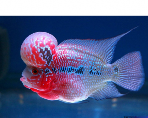 20 Fish With a Big Forehead : Unique and Striking Species