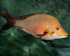 20 Fish With a Big Forehead : Unique and Striking Species