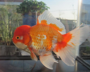 20 Fish With a Big Forehead : Unique and Striking Species